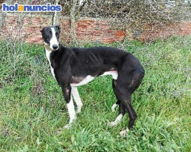 GALGO SEMENTAL GARABATO DEL COLETA 2 - Montas de perros