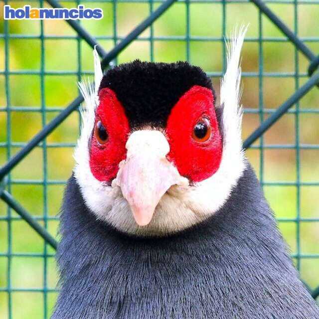VENTA DE FAISANES &21& - Pájaros y aves