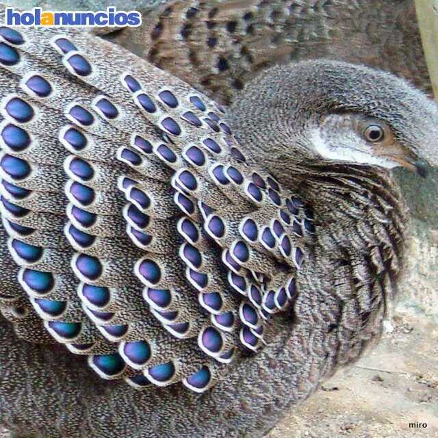 VENTA DE FAISANES &21& - Pájaros y aves