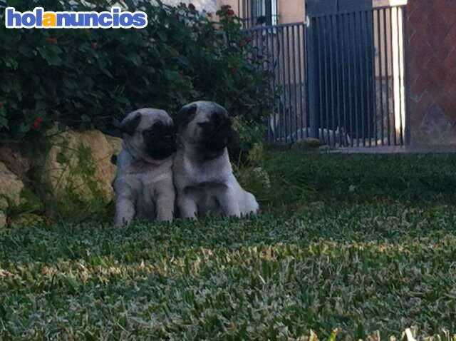 CARLINOS EN MALAGA - Perros