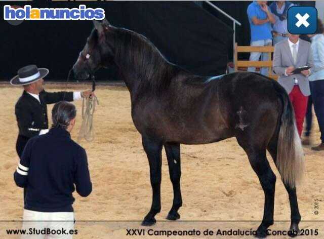 SE OFRECE SEMENTAL PRE CUBRICIONES - Caballos